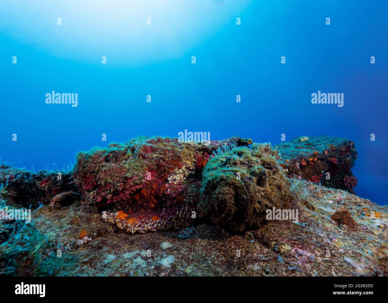 Synanceia verrucosa, reef stonefish, in Maldives Stock Photo - Alamy