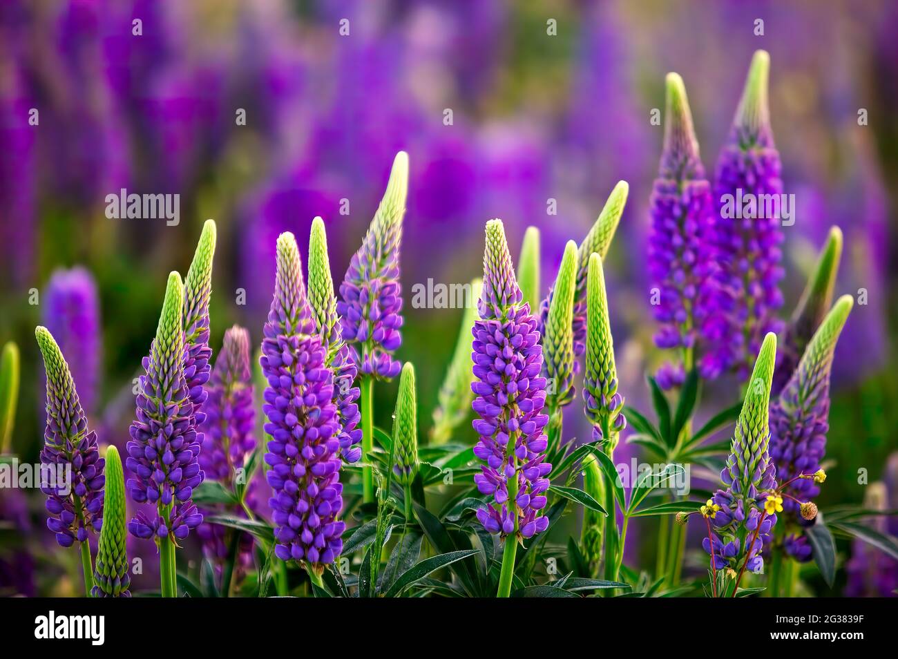 Lupines at Davis Lake, Oregon Stock Photo - Alamy