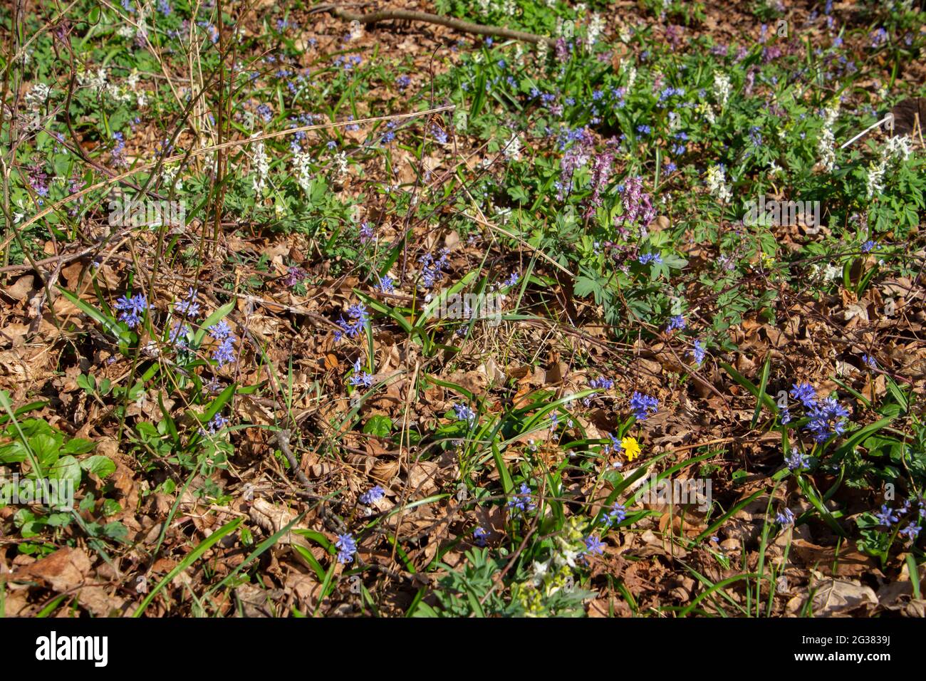 Spring forest meadow with blooming Corydalis cava Stock Photo - Alamy