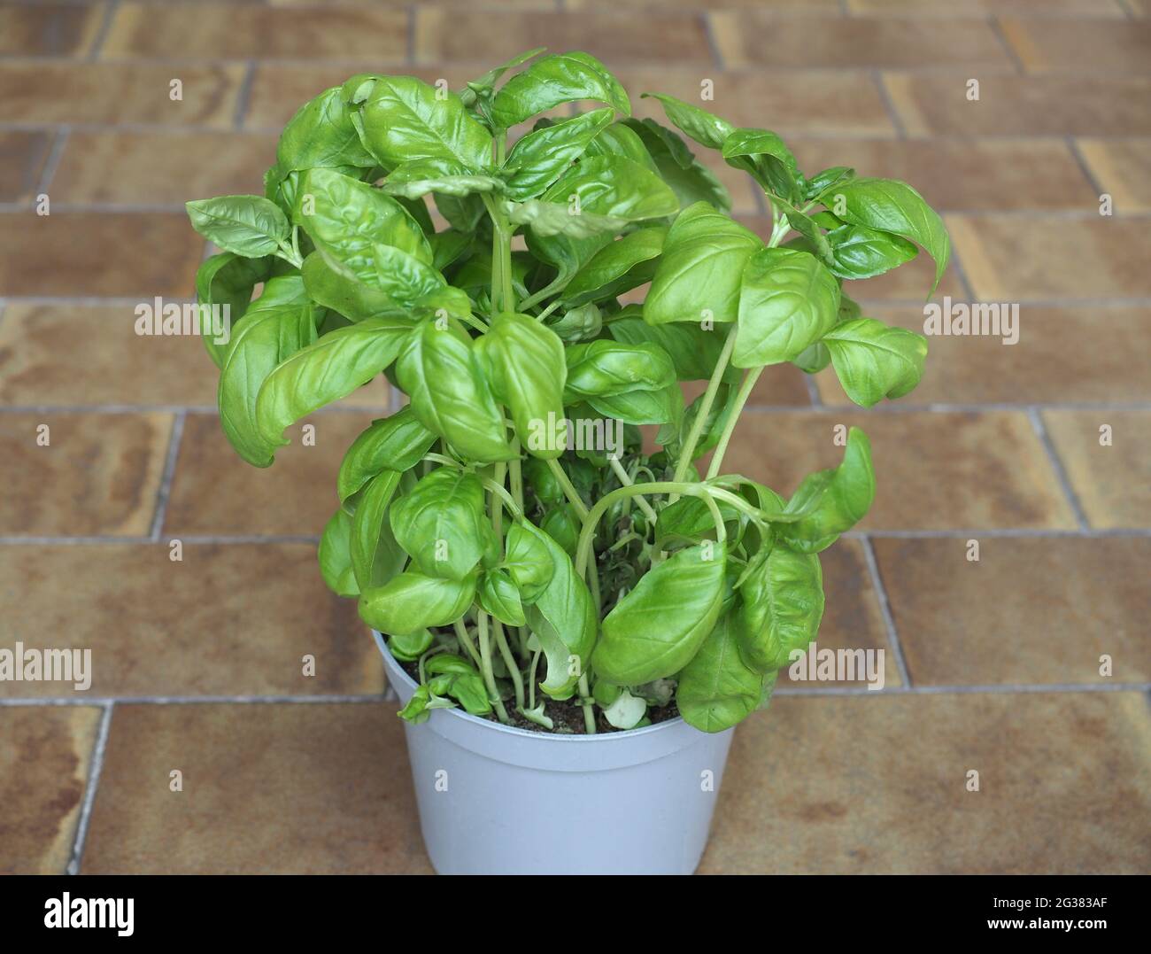 basil aka Thai basil or sweet basil (scientific name Ocimum basilicum ...
