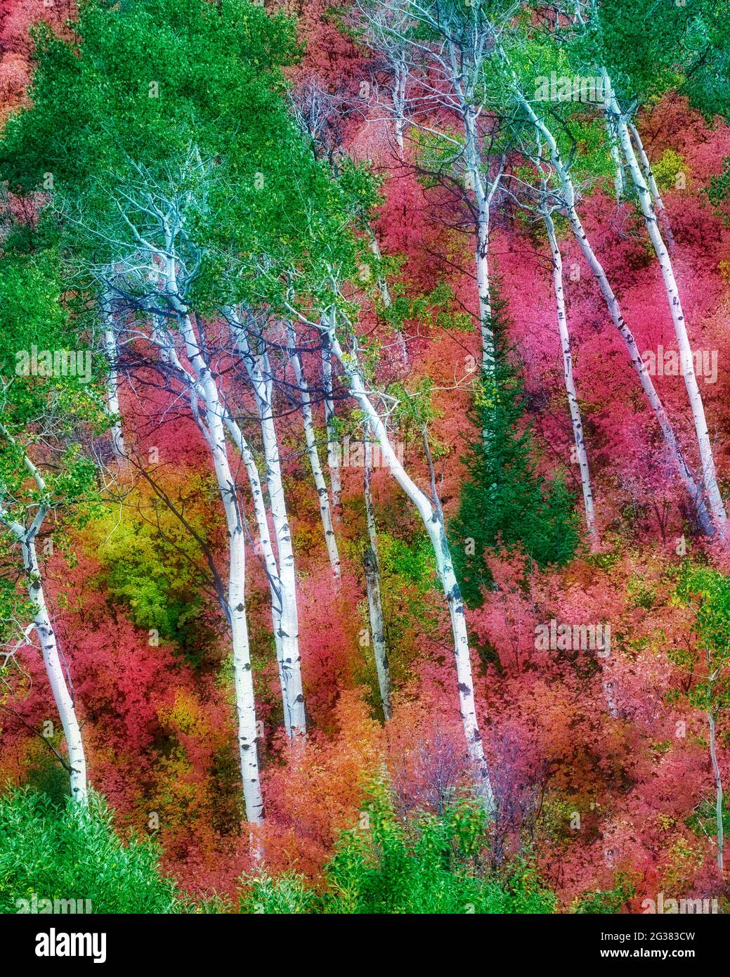 Mixed varieties of maple trees with aspens in fall color. Targhee ...
