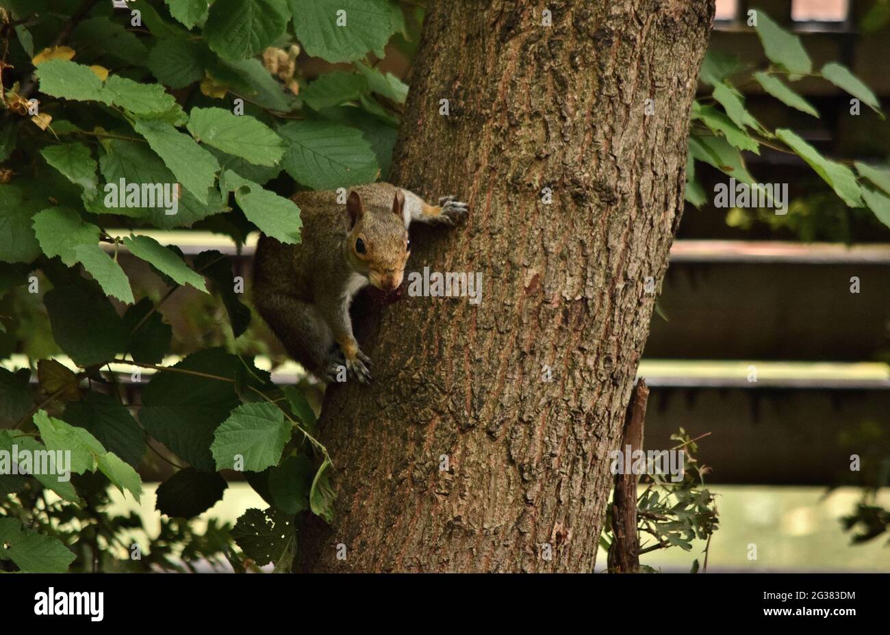 Invasive Eastern Gray Squirrel or Gray Squirrel, Sciurus carolinensis ...