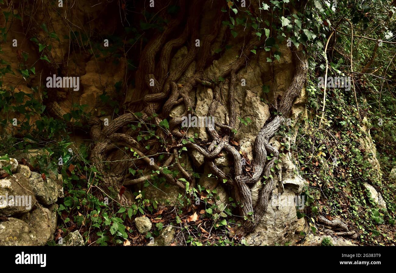 Spooky tree roots growing on a rock face Stock Photo - Alamy