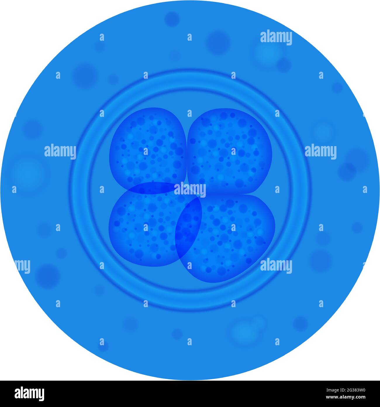 Metaphase mitosis hi-res stock photography and images - Alamy