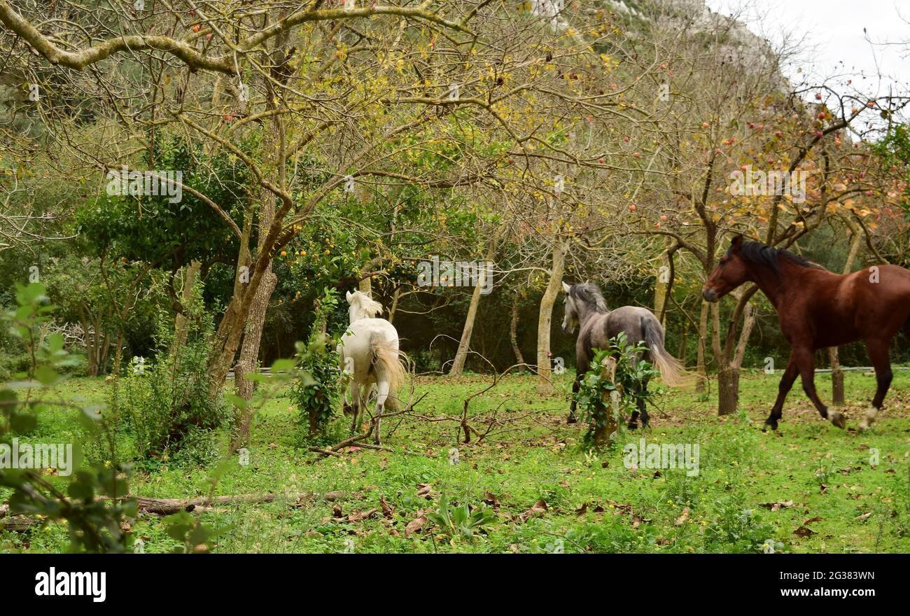 Tree horses running among trees Stock Photo - Alamy