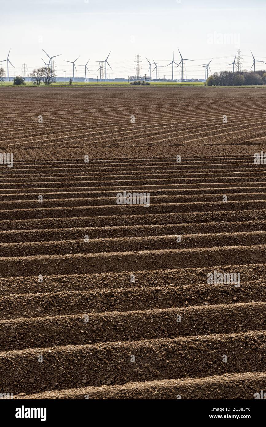 Potato field ridges hi-res stock photography and images - Alamy