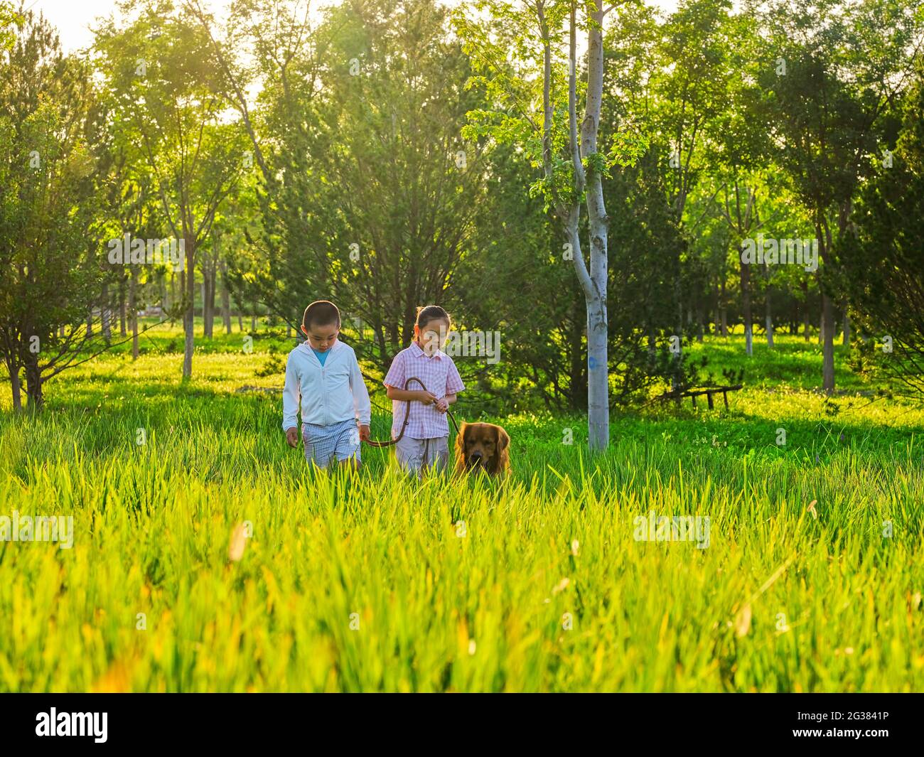 Two happy children walking dogs in the park high quality photo Stock ...