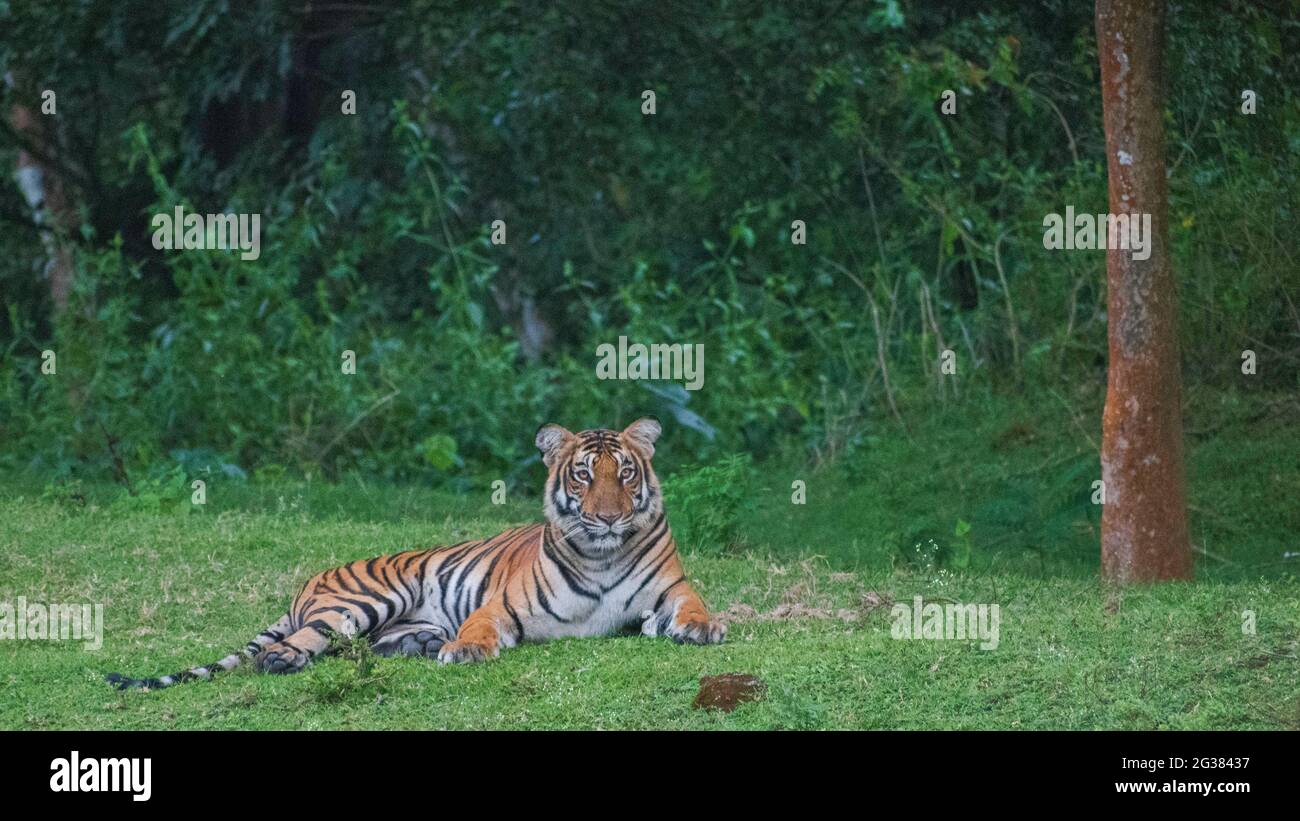 Tiger sitting hi-res stock photography and images - Alamy