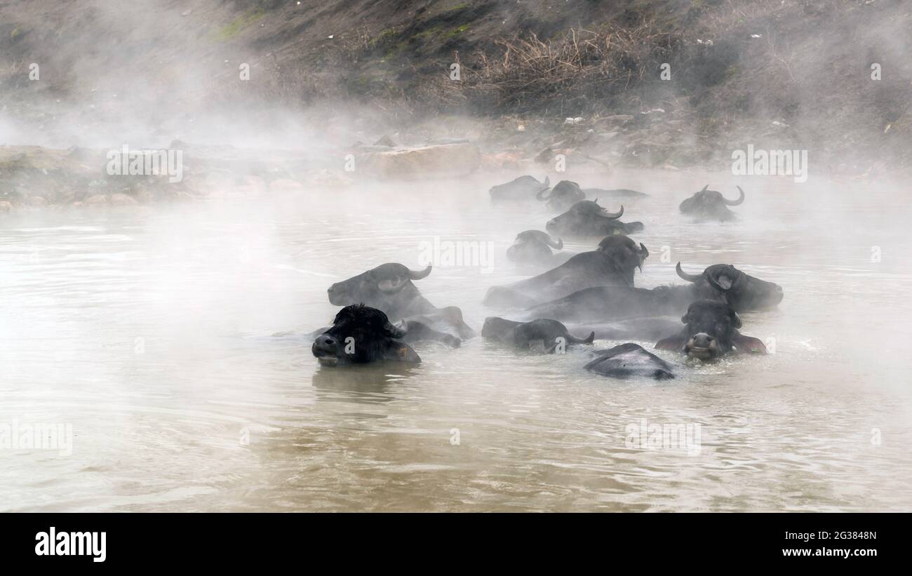 Guroymak, Bitlis, Turkey - February 2020: Animals in thermal water with ...