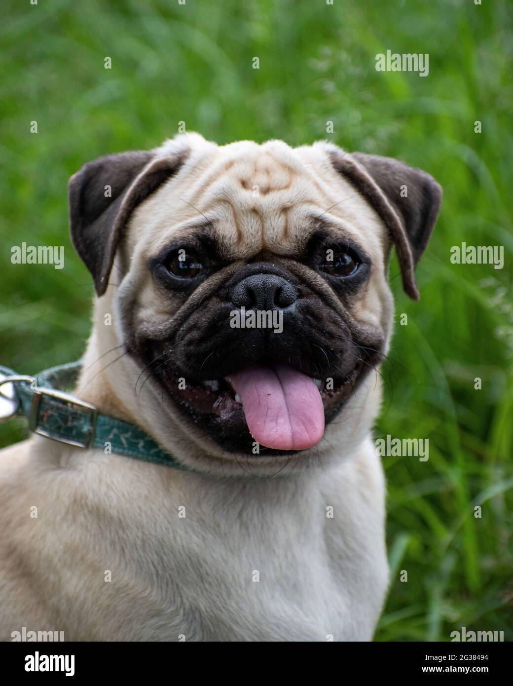 Indian pug dog hi-res stock photography and images - Alamy