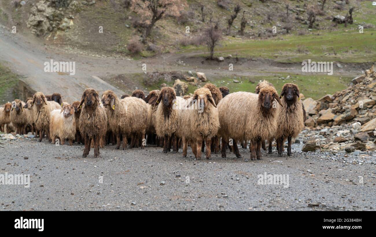 Eastern turkey flock hi-res stock photography and images - Alamy
