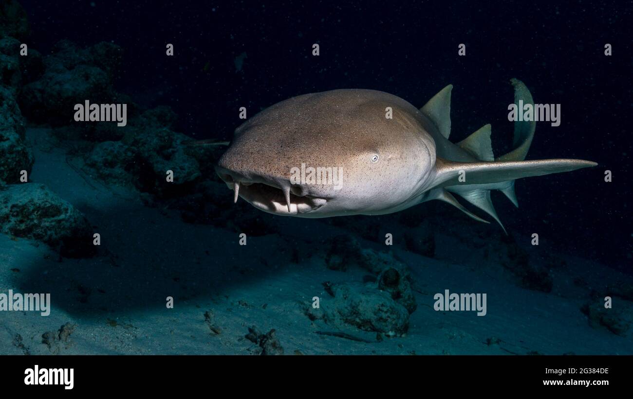 Tawny nurse shark (Nebrius ferrugineus) in Maldives Stock Photo - Alamy