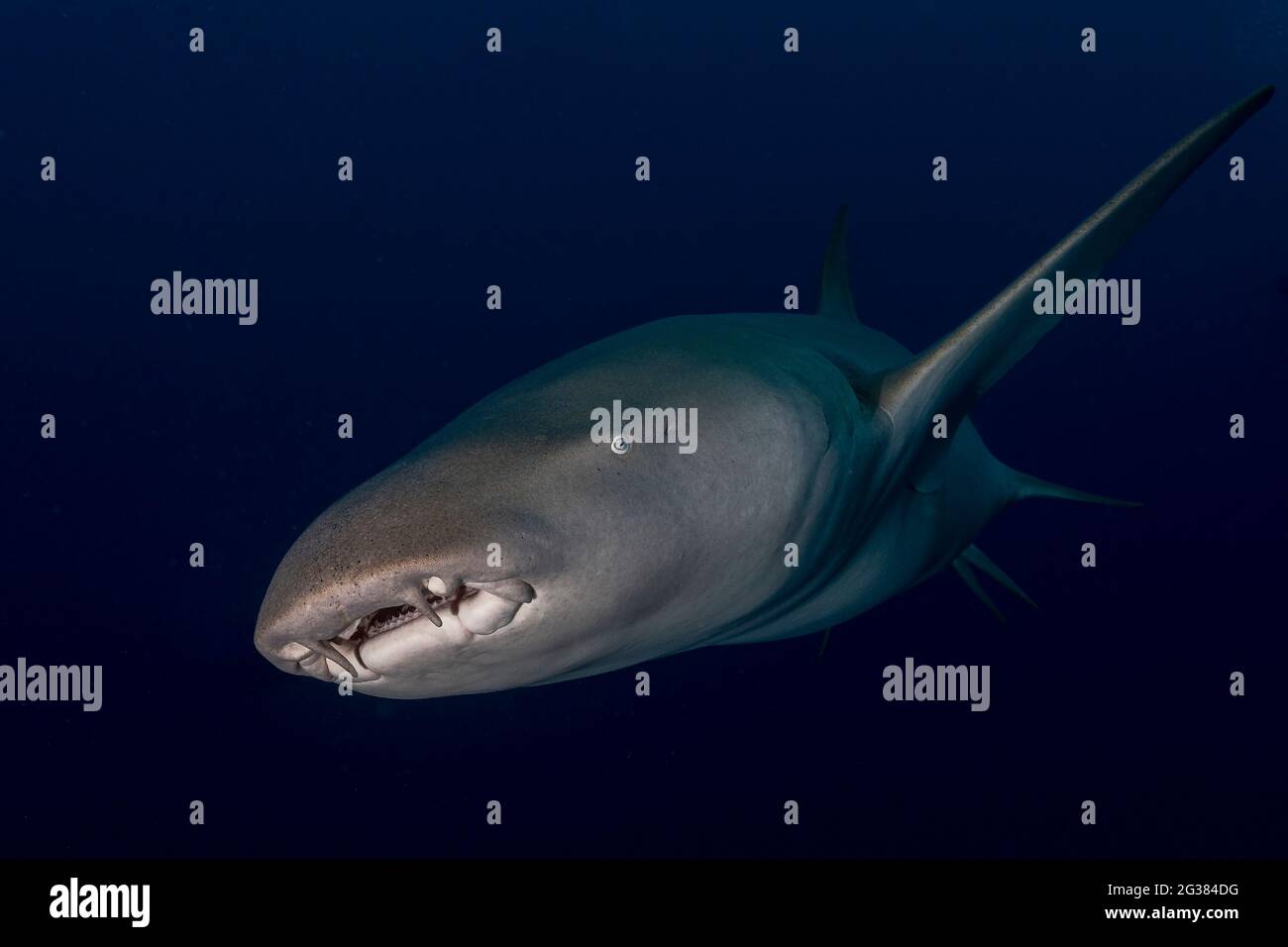 Tawny nurse shark (Nebrius ferrugineus) in Maldives Stock Photo - Alamy