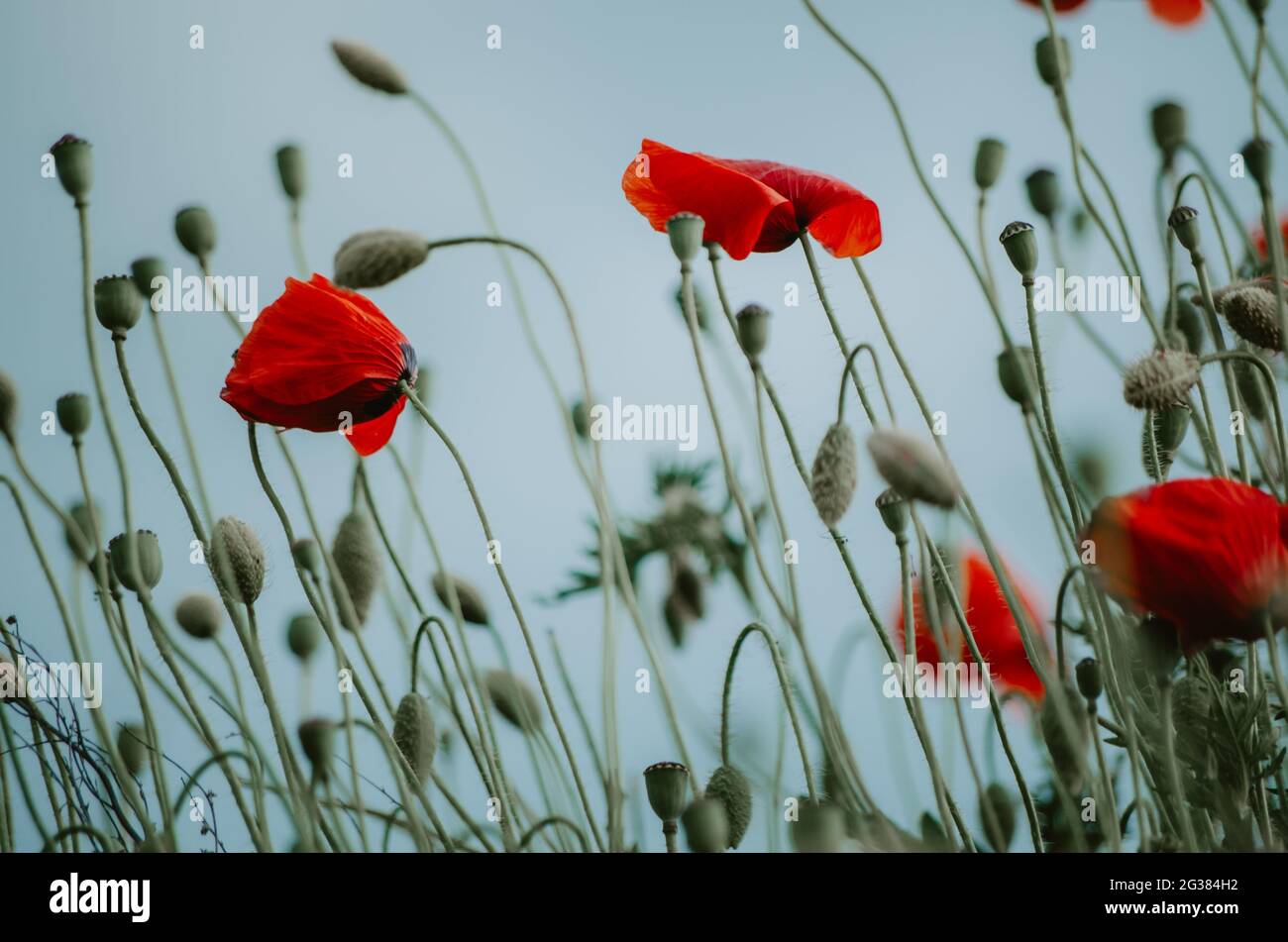 Moody selective focus of isolated elegant red poppy flower growing in a ...