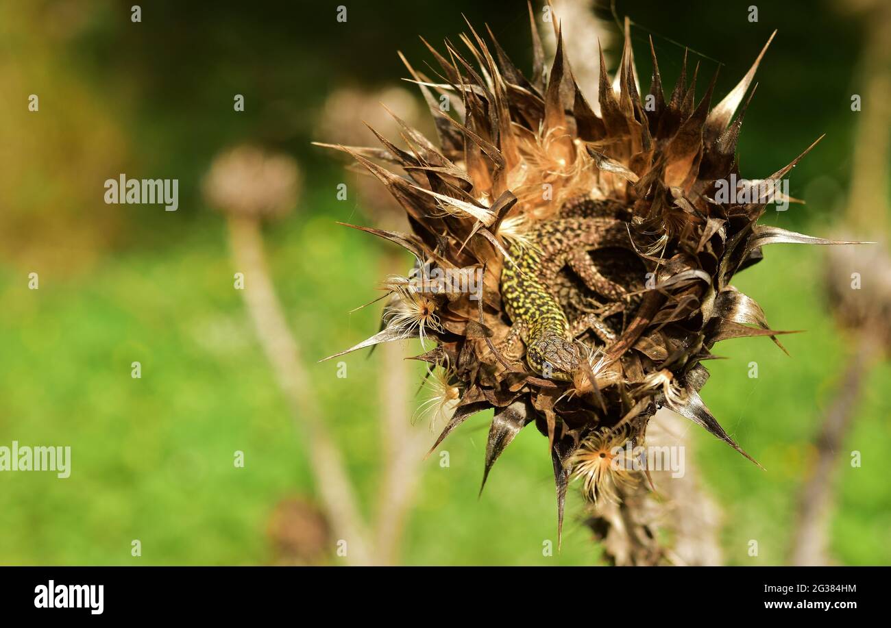 Sicilian Wall Lizard, Podarcis waglerianus, hiding in a dry thorn ...