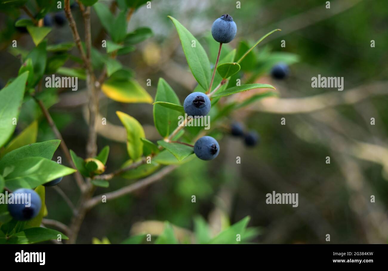 Fresh blue berries growing on a wild tree Stock Photo - Alamy
