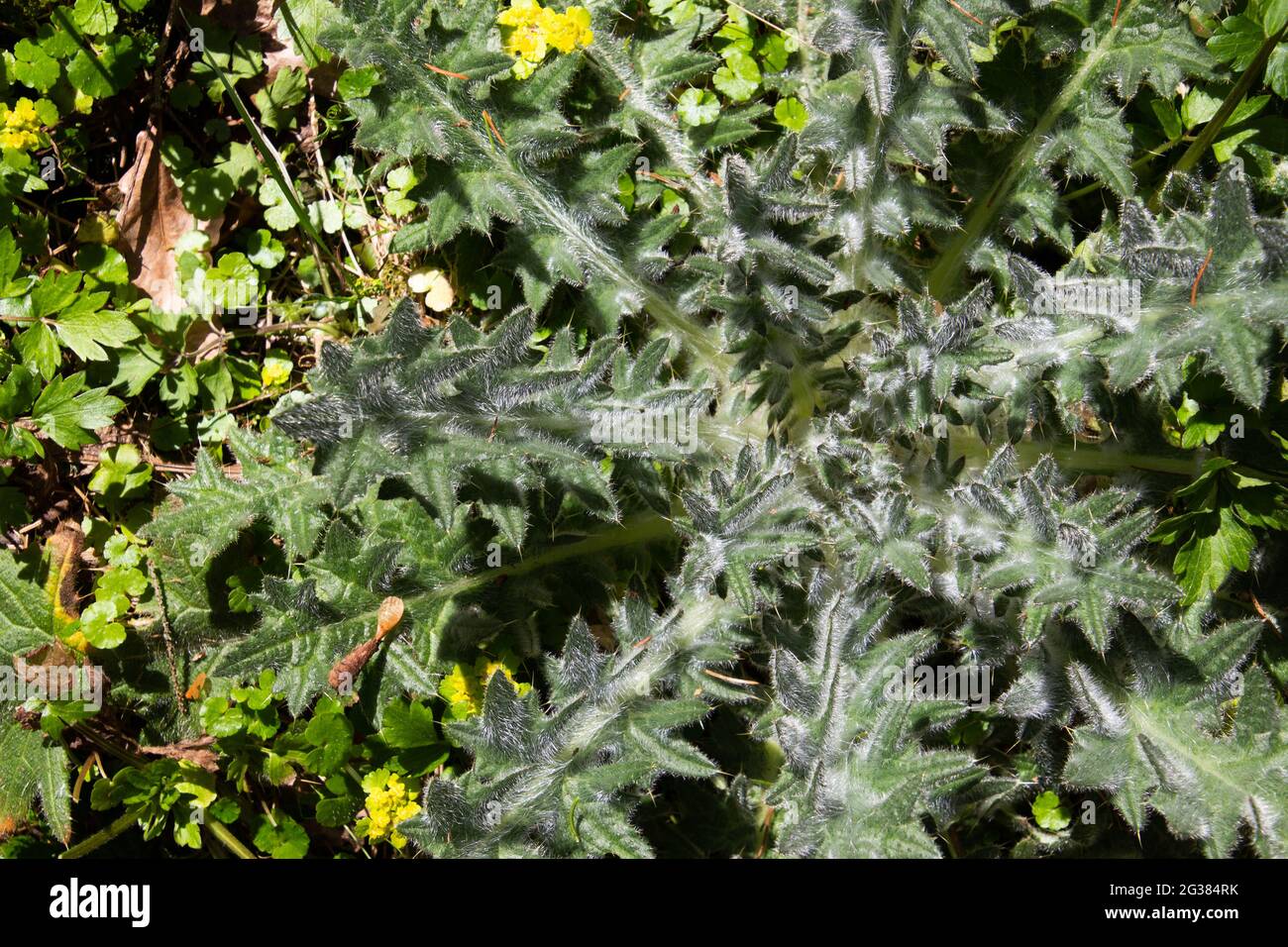 Round growing leaves of a young thistle in spring Stock Photo - Alamy