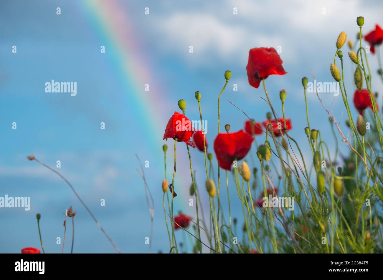 Idyllic landscape: poppy field against blue sky with fluffy clouds and ...