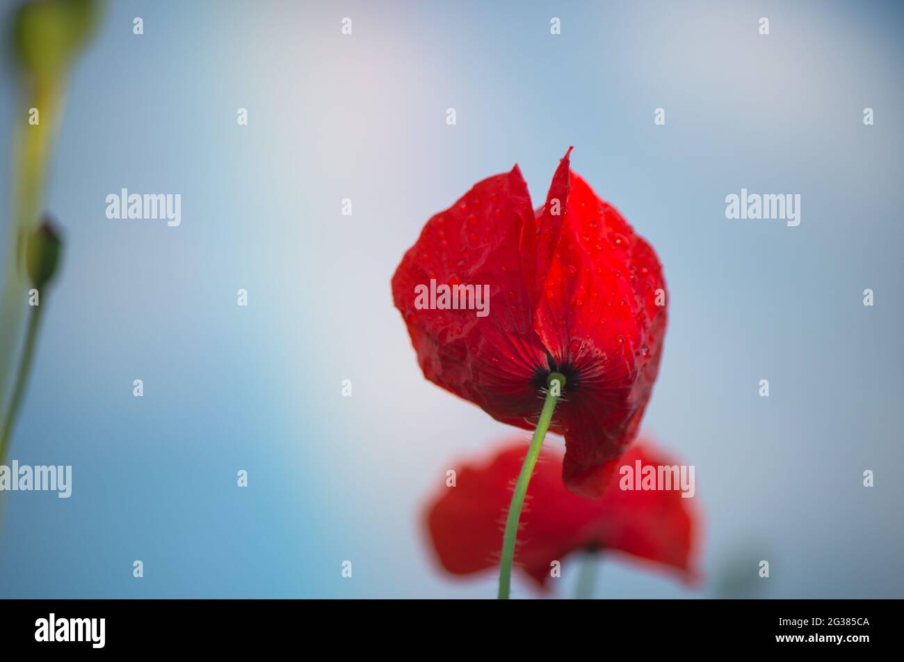 Low angle isolated elegant red poppy flower growing in a field of wild ...