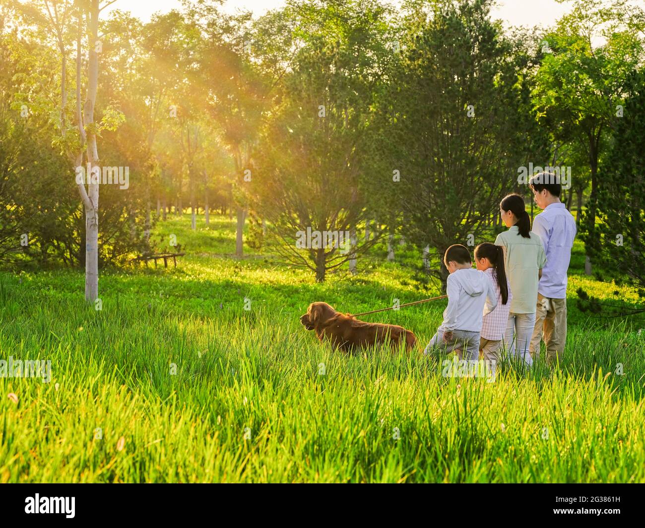 Happy family of four walking dogs in the park high quality photo Stock ...