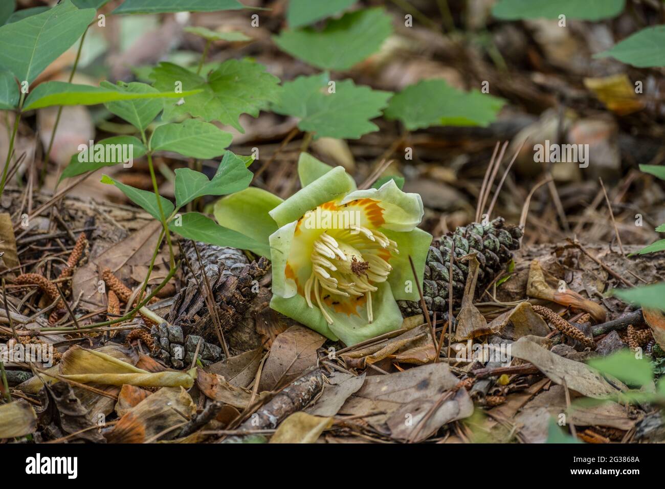 Woodland debris texture hi-res stock photography and images - Alamy