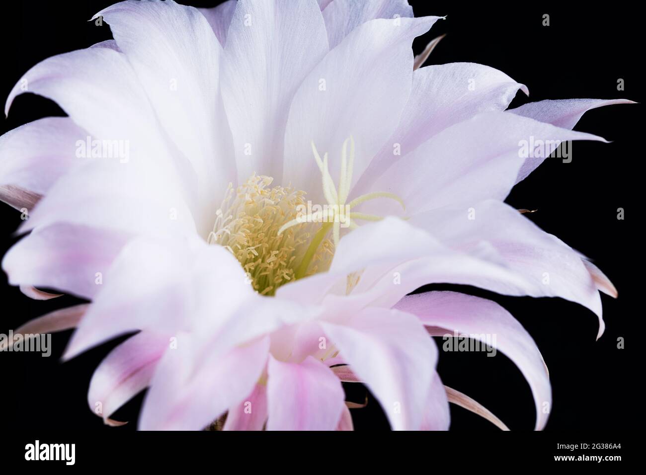 Nocturnal blooming hi-res stock photography and images - Alamy