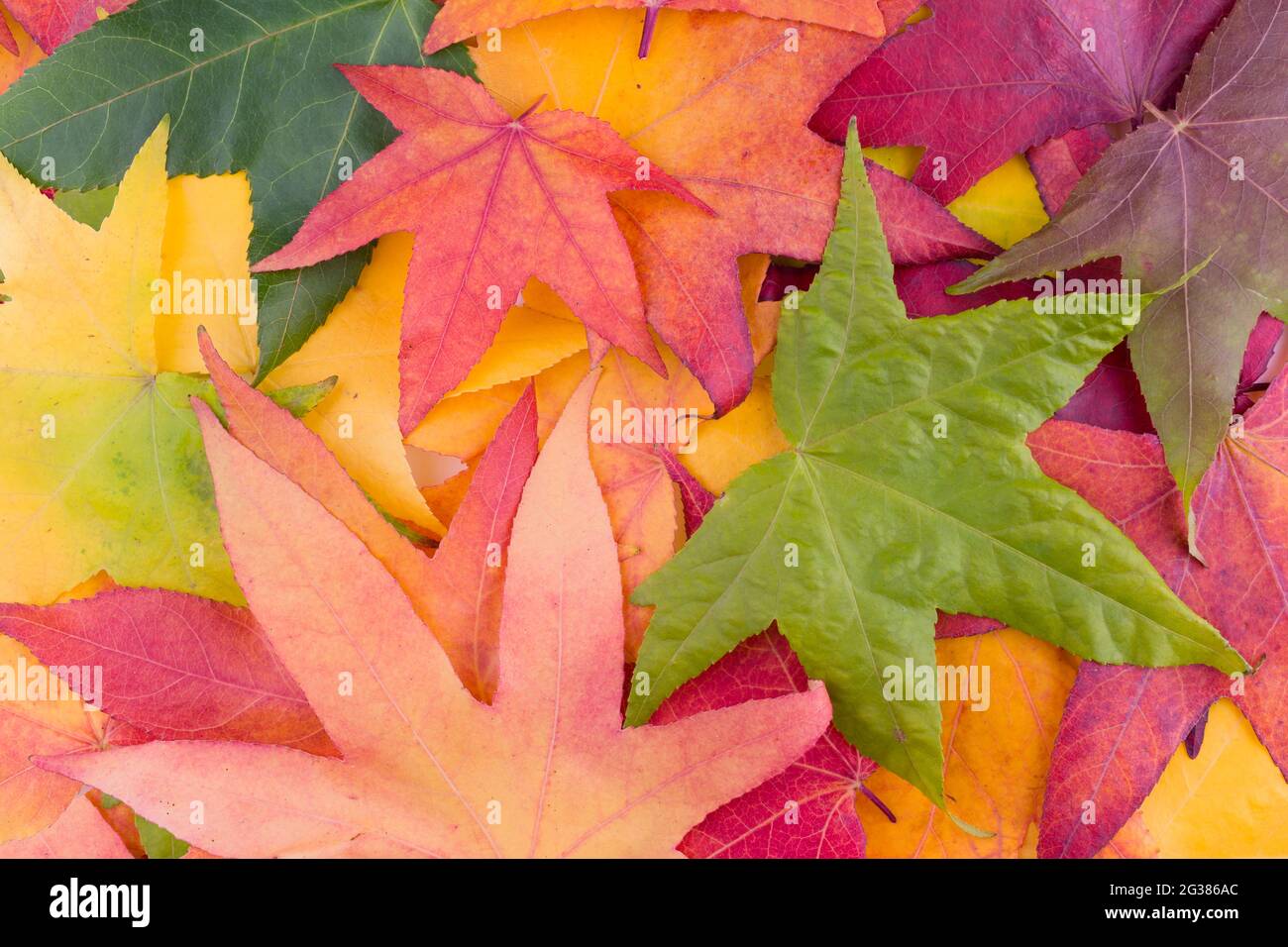 Liquidambar styraciflua autumn hi-res stock photography and images - Alamy