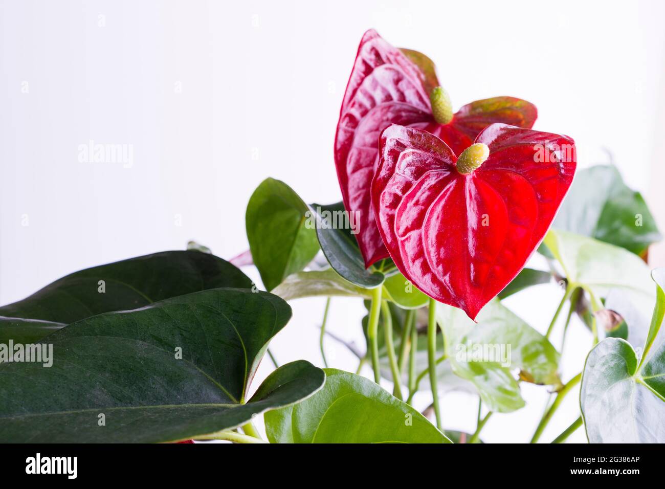 Red Anthurium Flamingo Flower isolated on a white background. Anthurium ...