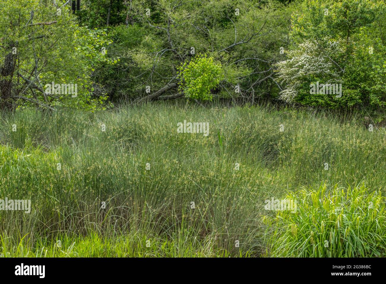 Wetland tall grasses hi-res stock photography and images - Alamy