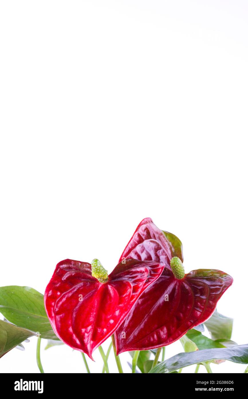 Red Anthurium Flamingo Flower isolated on a white background. Anthurium ...