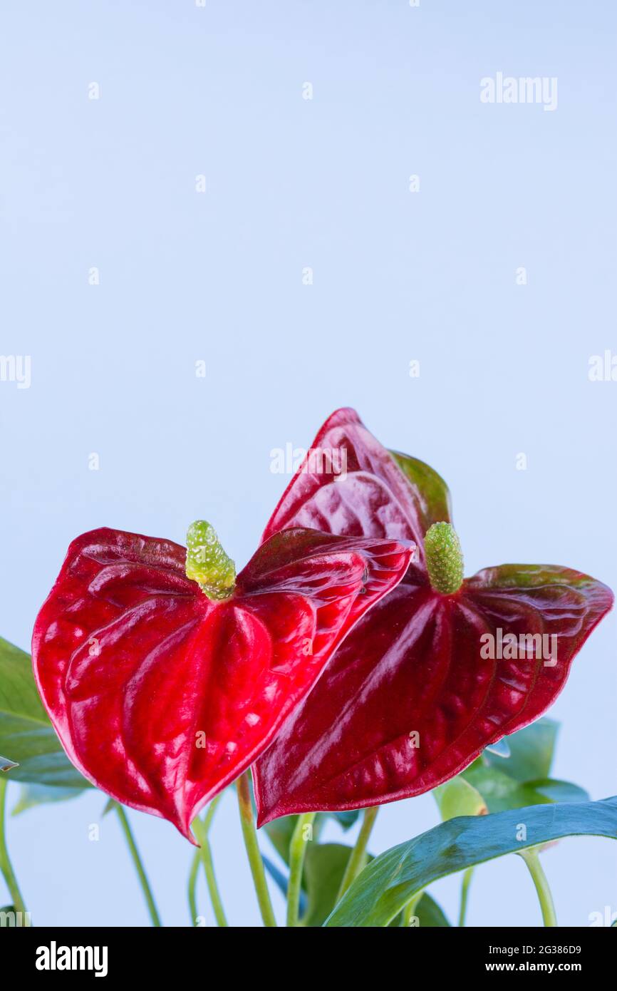 Red Anthurium Flamingo Flower isolated on a blue background. Anthurium ...