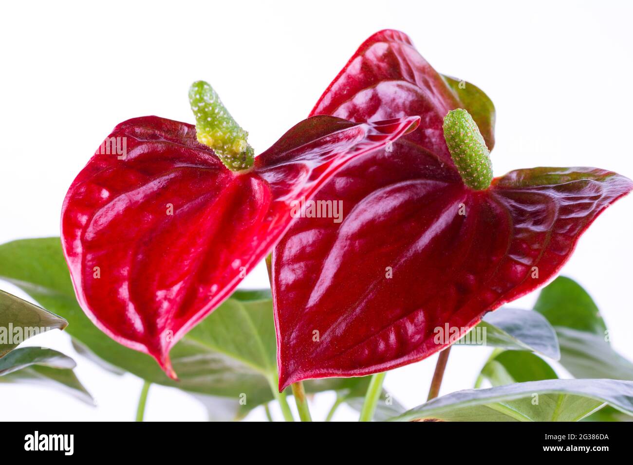 Red Anthurium Flamingo Flower isolated on a white background. Anthurium ...