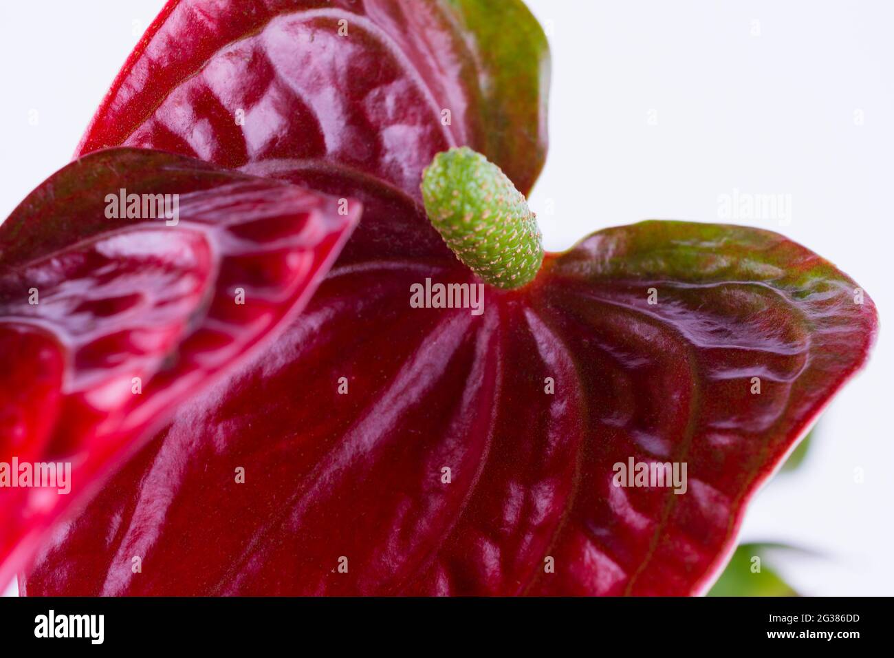 Red Anthurium Flamingo Flower isolated on a white background. Anthurium ...