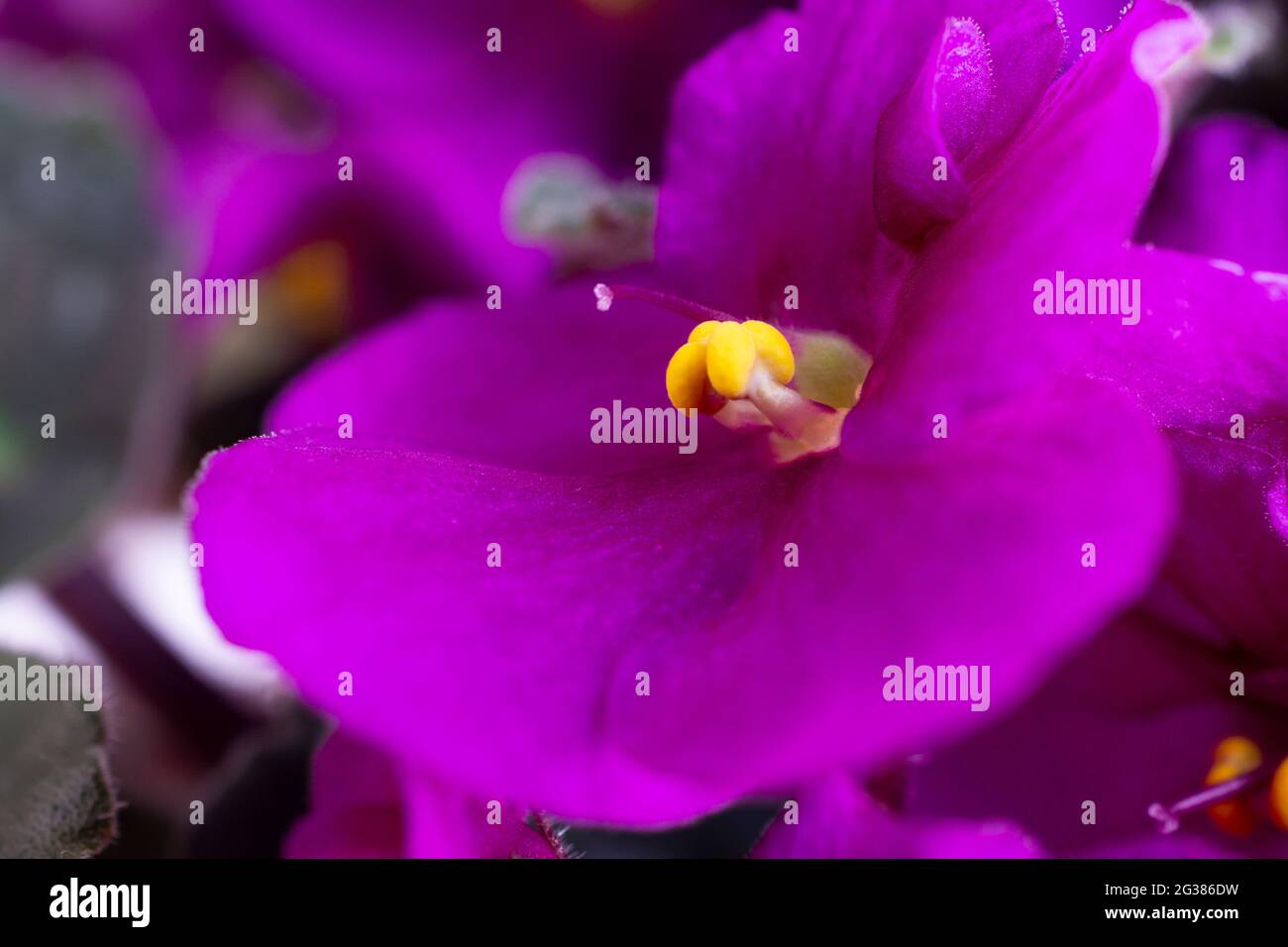 Viola Species High Resolution Stock Photography and Images - Alamy
