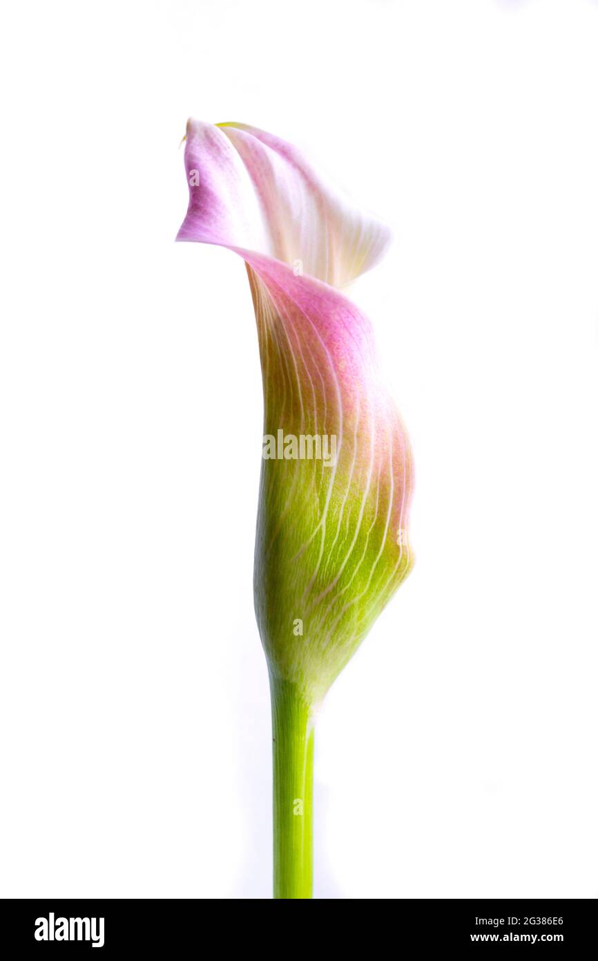 Zantedeschia aethiopica, commonly known as calla lily and arum lily, is ...