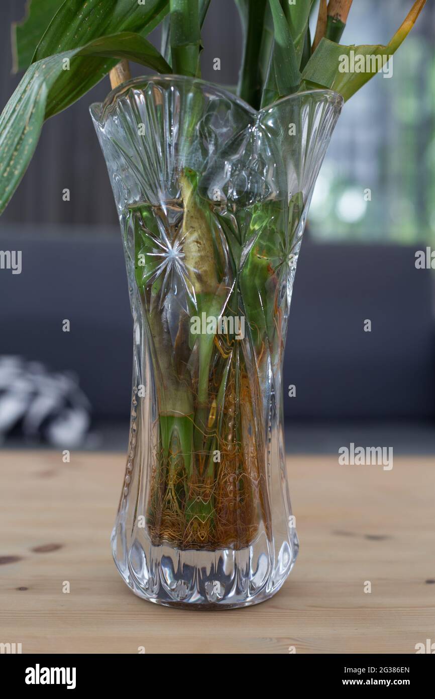 Closeup shot of lucky bamboo plants roots in a glass vase Stock Photo ...