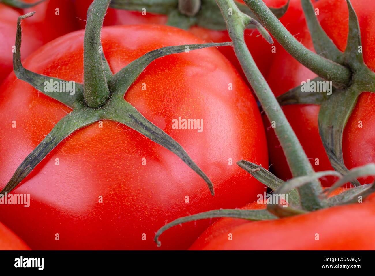 Red Tomato with Stem. The tomato is the edible berry of the plant ...