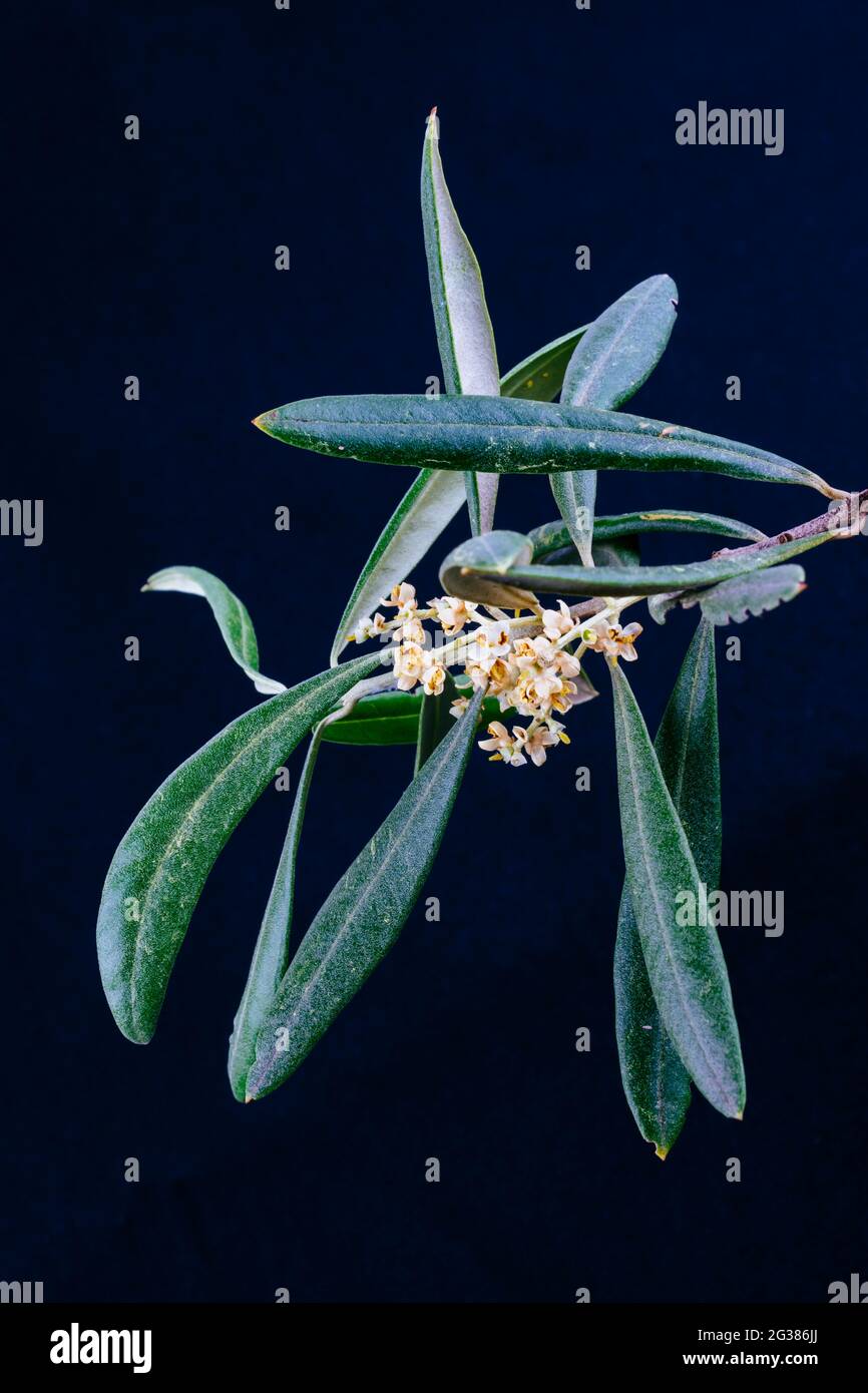 Olive tree olea europaea orchard hi-res stock photography and images ...