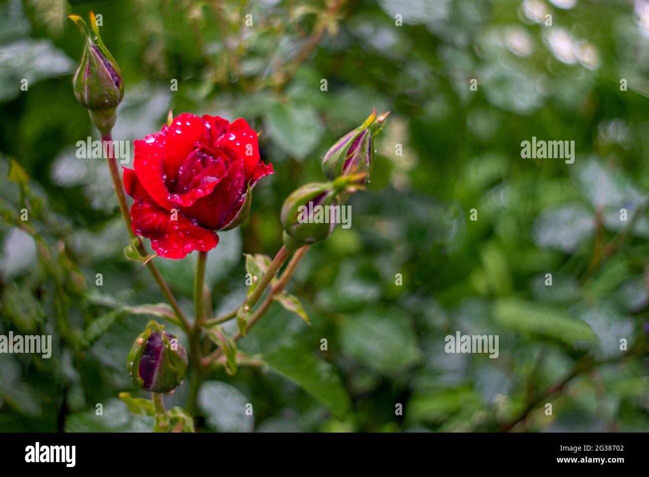 Exciting rose hi-res stock photography and images - Alamy