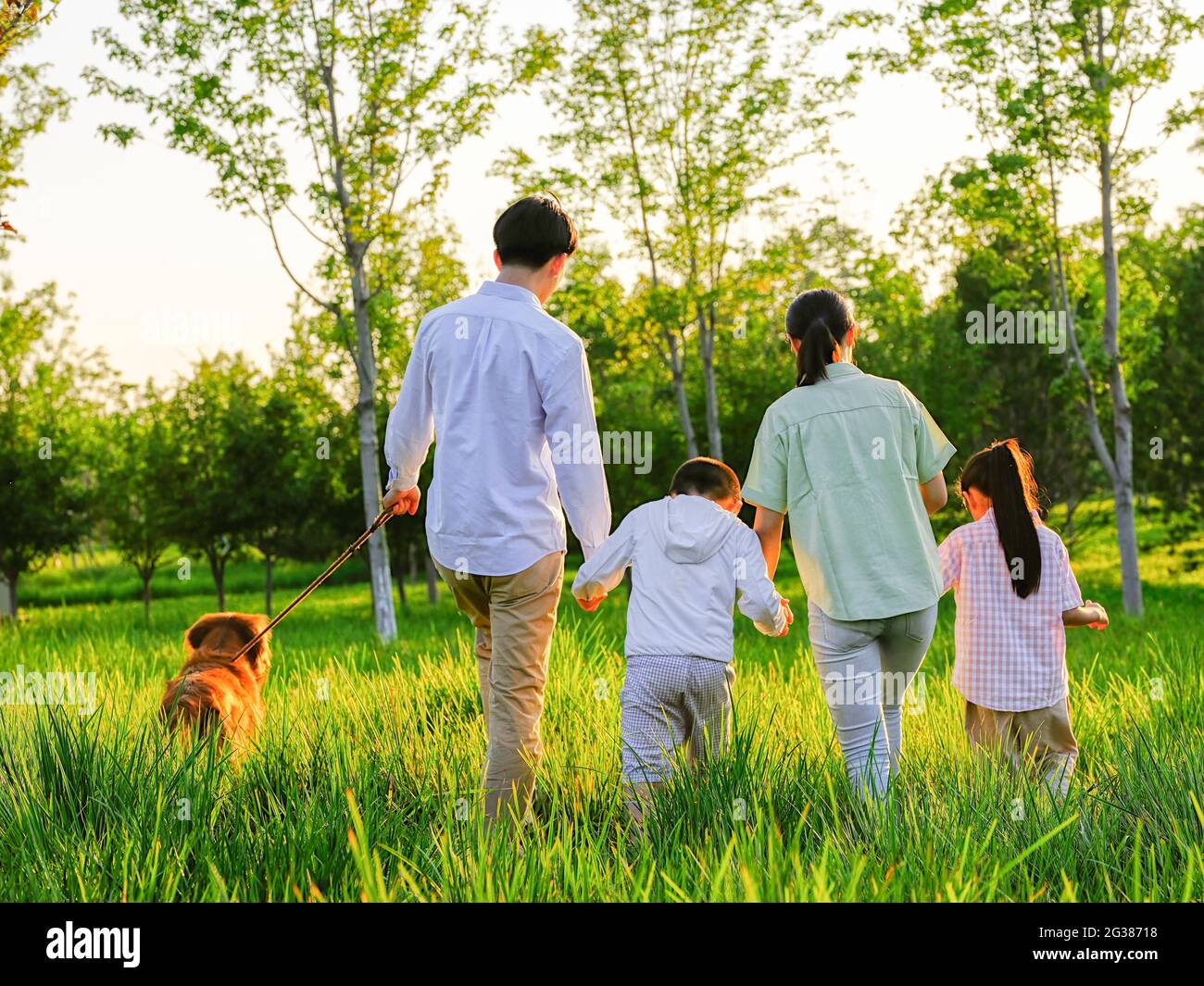 Happy family of four walking dogs in the park high quality photo Stock ...