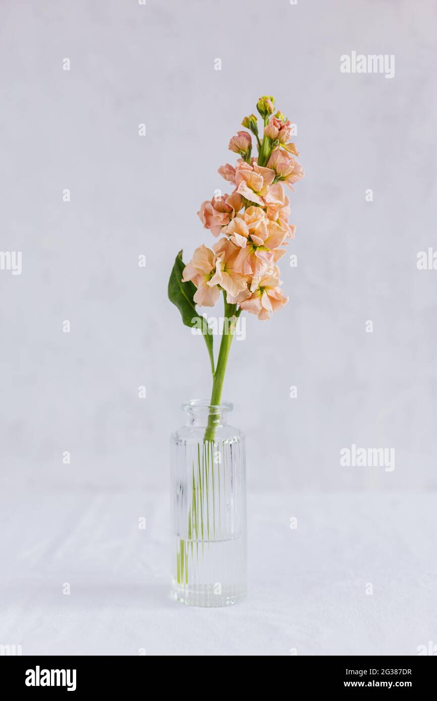 Matthiola incana bouquet hi-res stock photography and images - Alamy