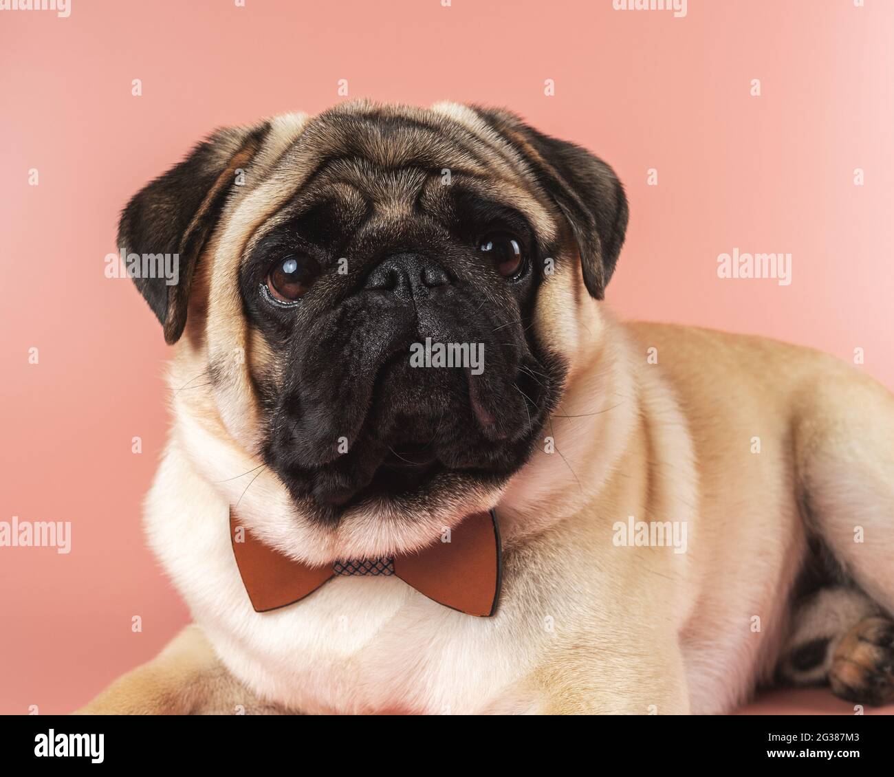 Cute Pug dog with bowtie on pink background Stock Photo - Alamy