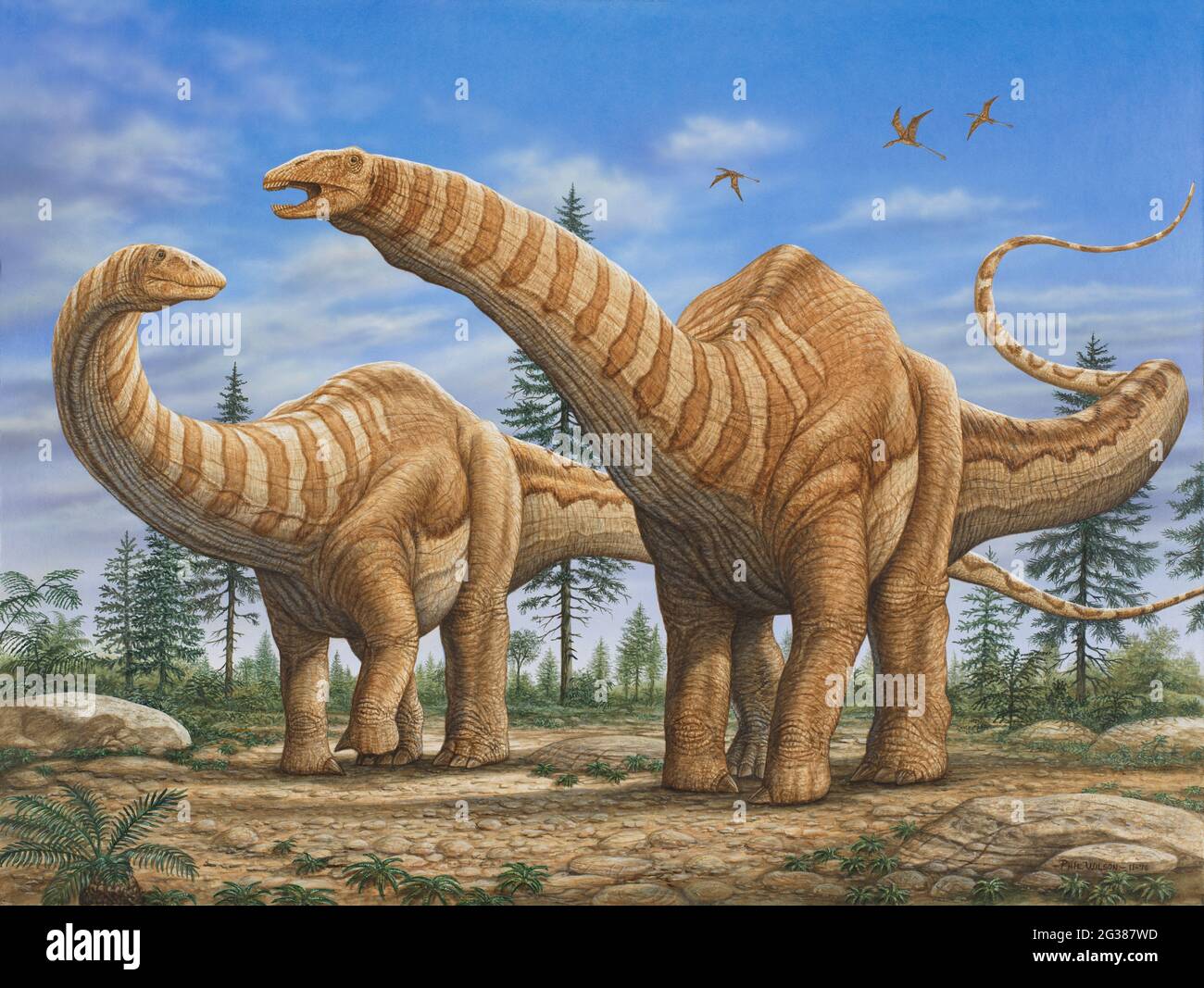 Apatosaurus Dinosaurs