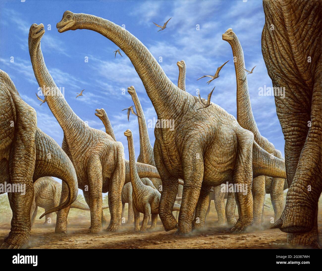 Brachiosaurus herd on the move Stock Photo - Alamy