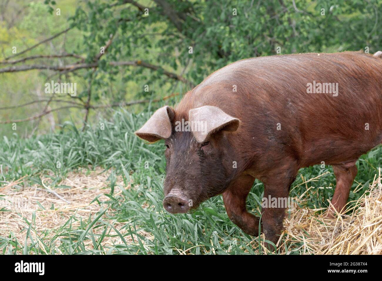 piglet with dark brown hair and curled pig tail in a cage eating grass ...