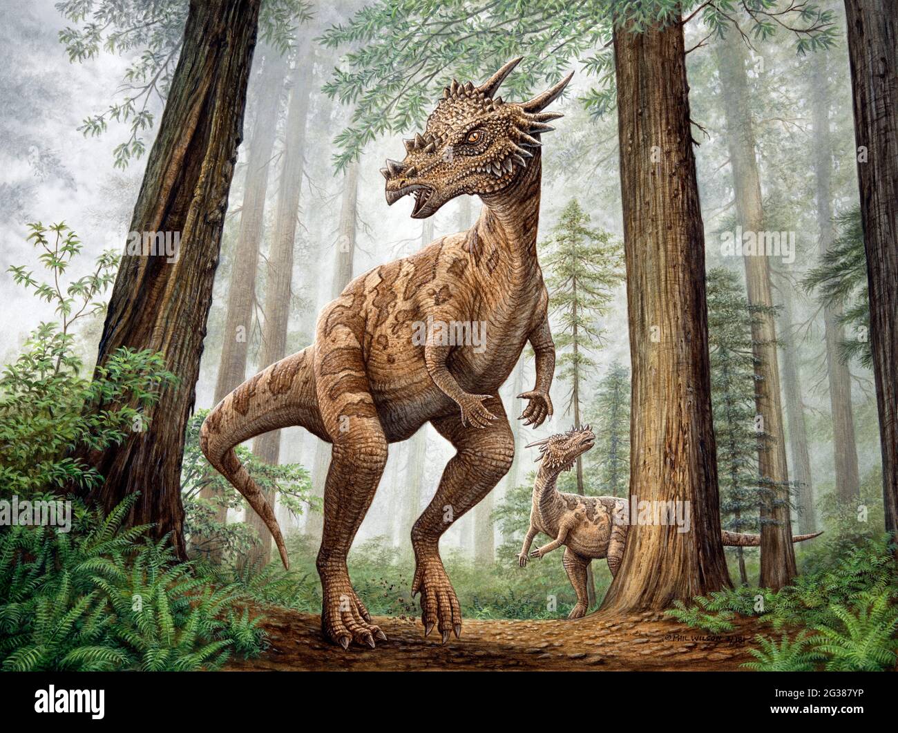 Dracorex dinosaurs hunting for prey in a Cretaceous forest Stock Photo ...