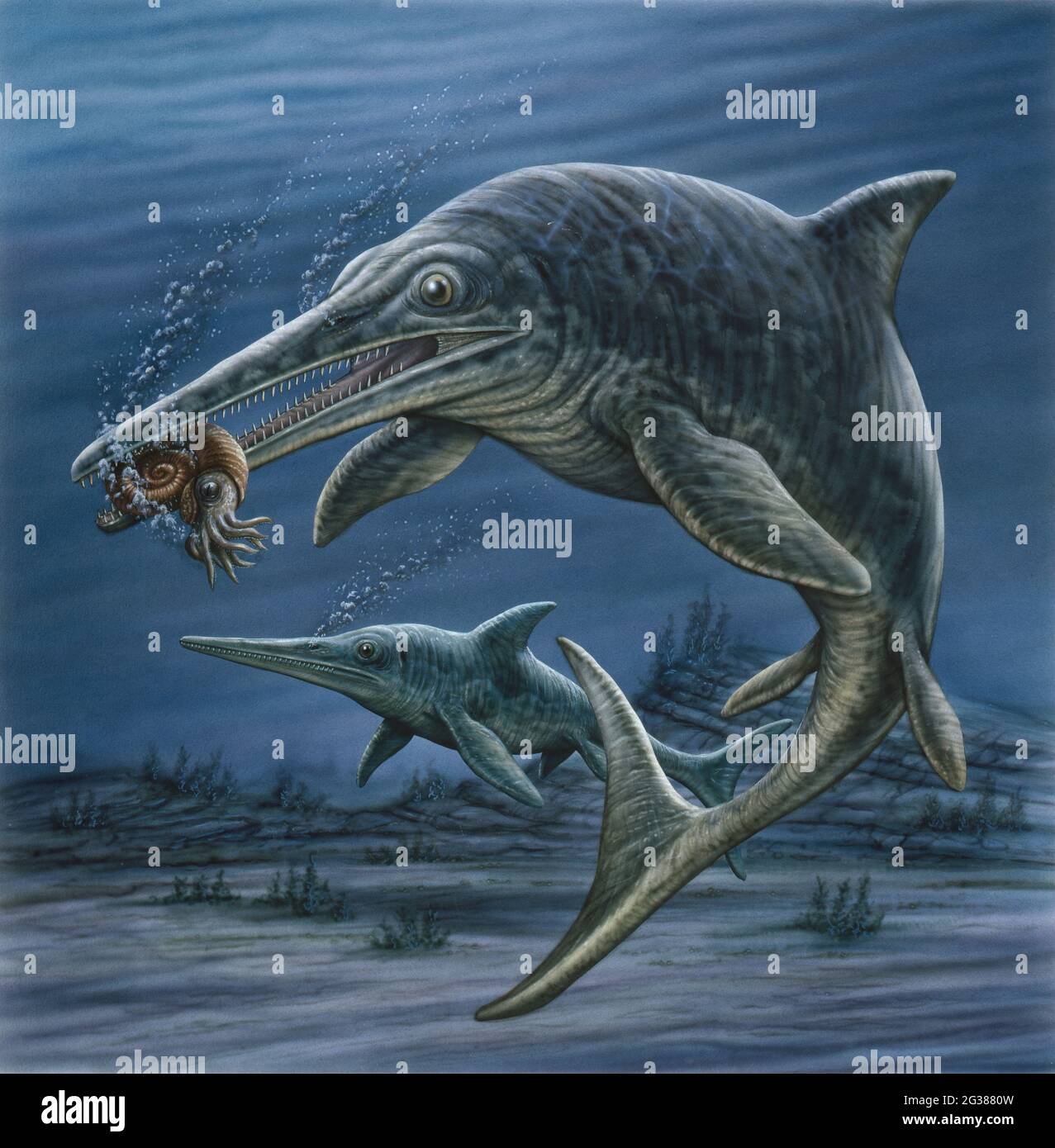 Ichthyosaurus anningae hi-res stock photography and images - Alamy