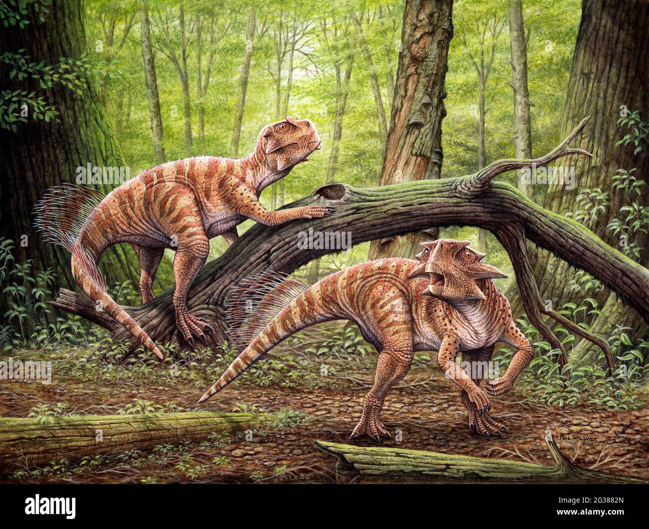 Psittacosaurus hi-res stock photography and images - Alamy