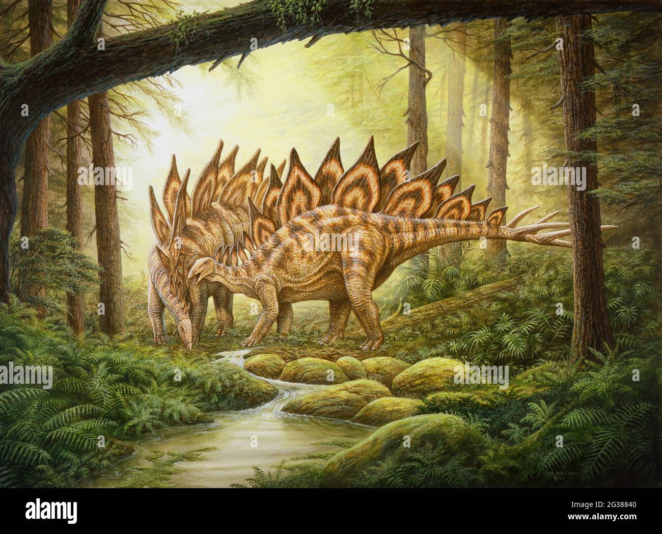 A pair of Stegosaurus dinosaurs in a prehistoric forest Stock Photo - Alamy