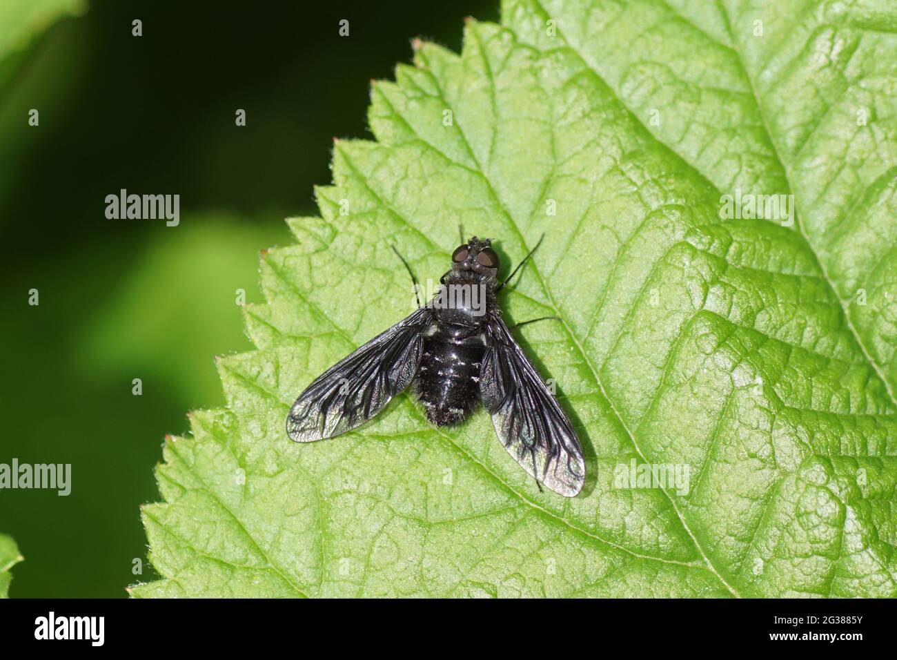 Anthrax anthrax, family Bee flies (Bombyliidae). A black fly on a leaf ...